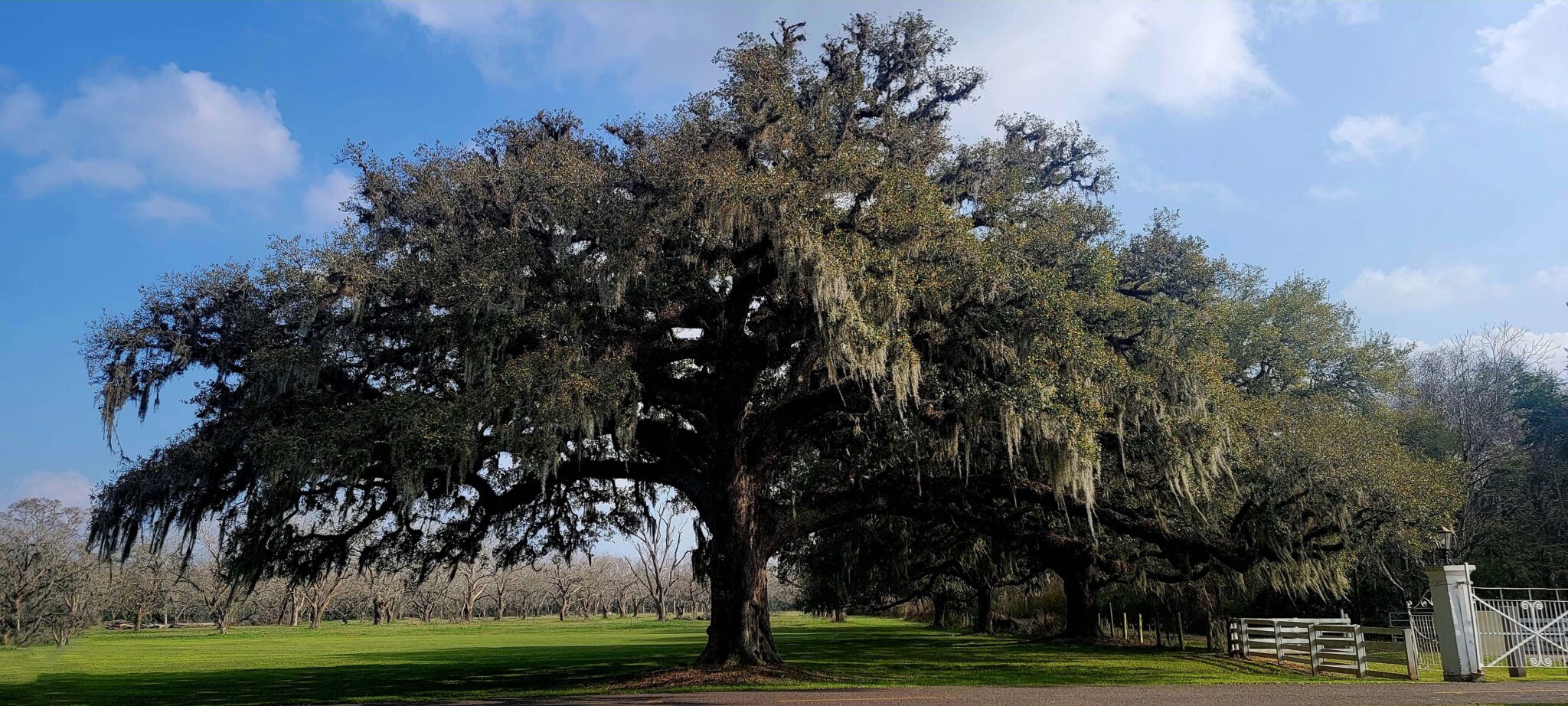 Our Story - Black Heritage Trees