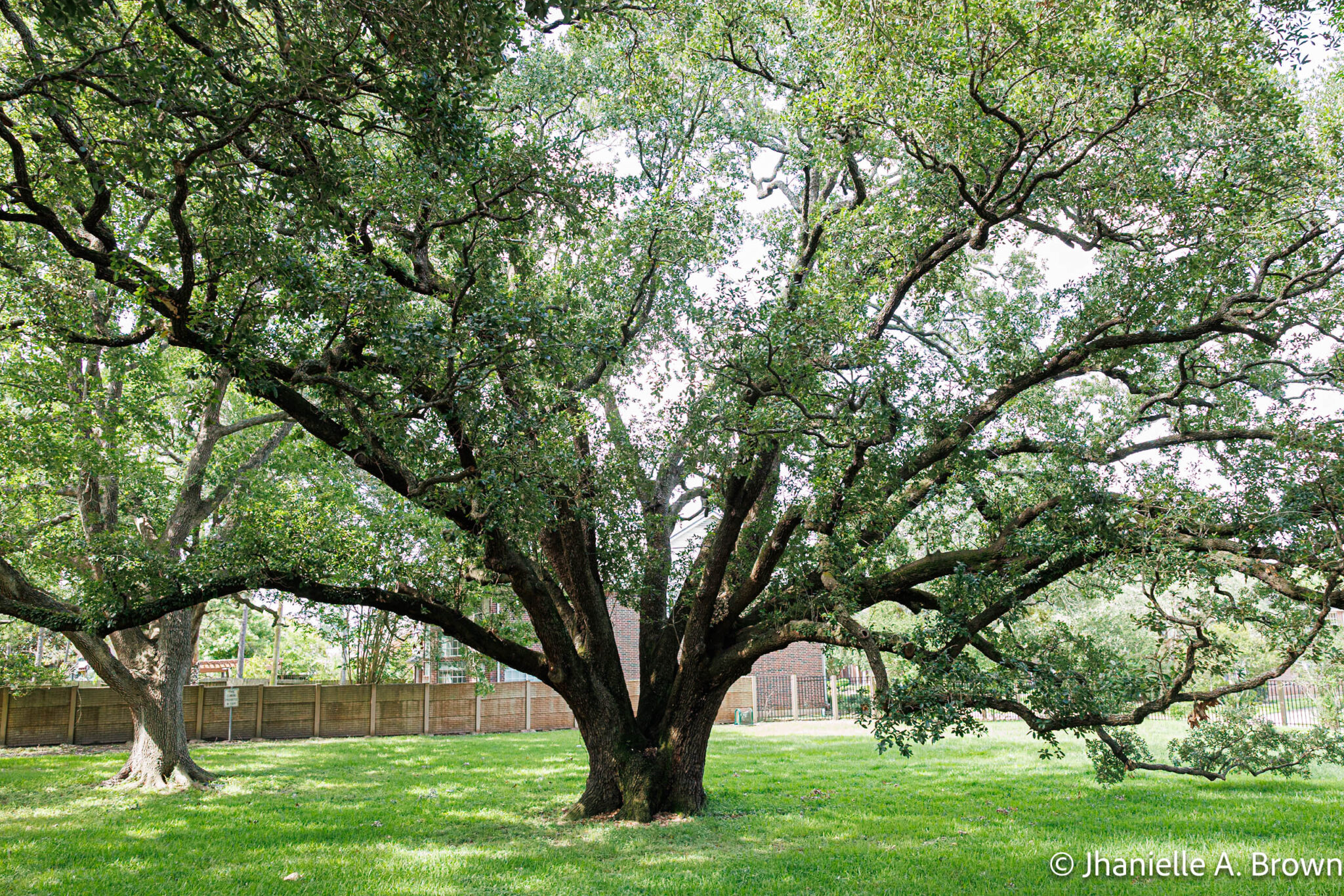 The Freedom Tree - Black Heritage Trees
